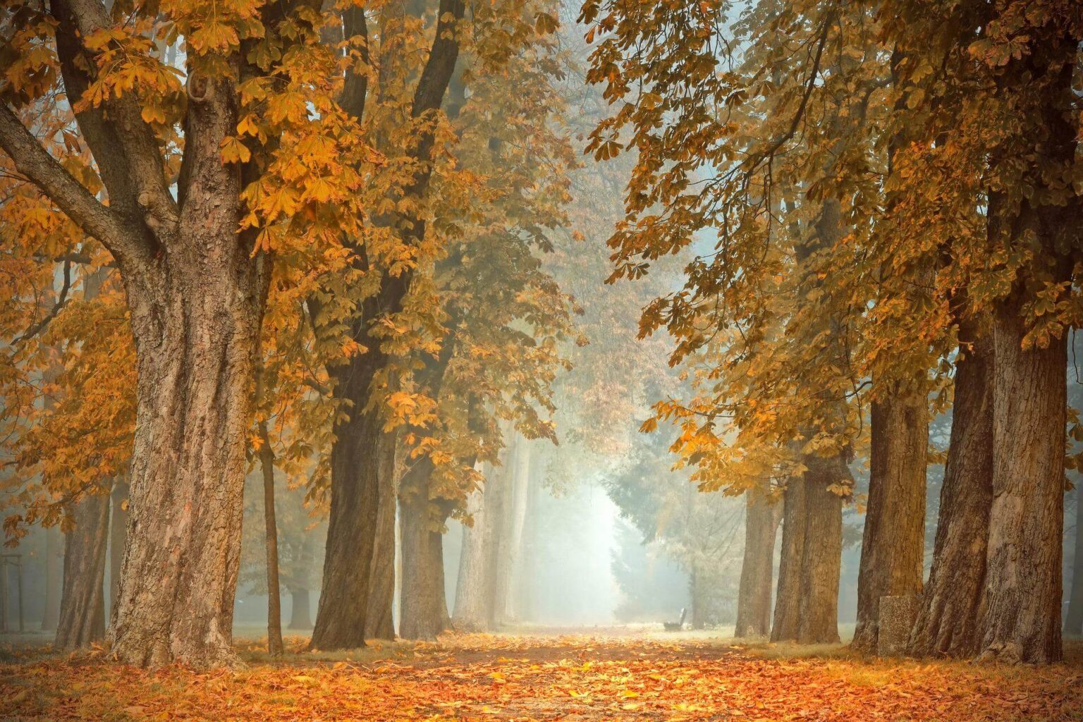 Autumn Facts for Kids