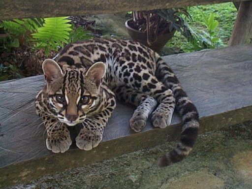 50 Margay Facts