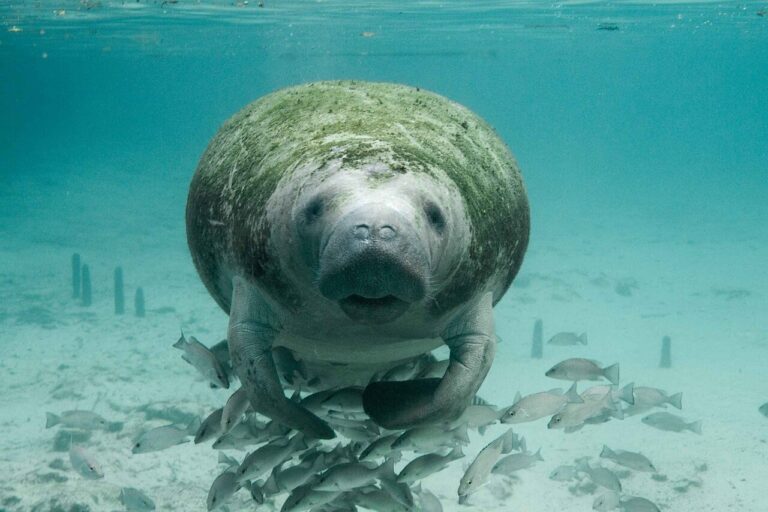 50 Dugong Fun Facts