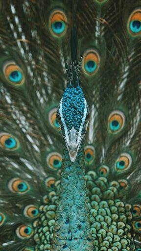 33 Facts About Peacocks For Parents, Teachers and Students